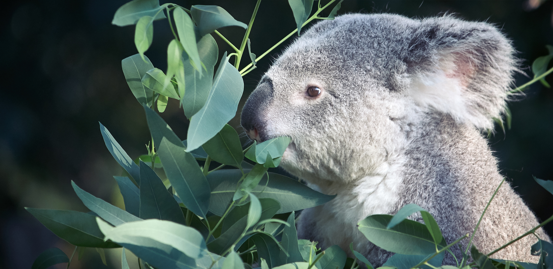 Conservation - SSAA NSW